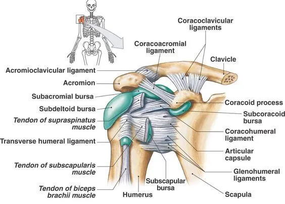 어깨내회전결핍(GIRD) 이란?, Glenohumeral internal rotation deficit - UCanWalk